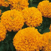 BloomIQ