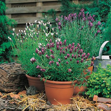 Is There An Australian Native Lavender